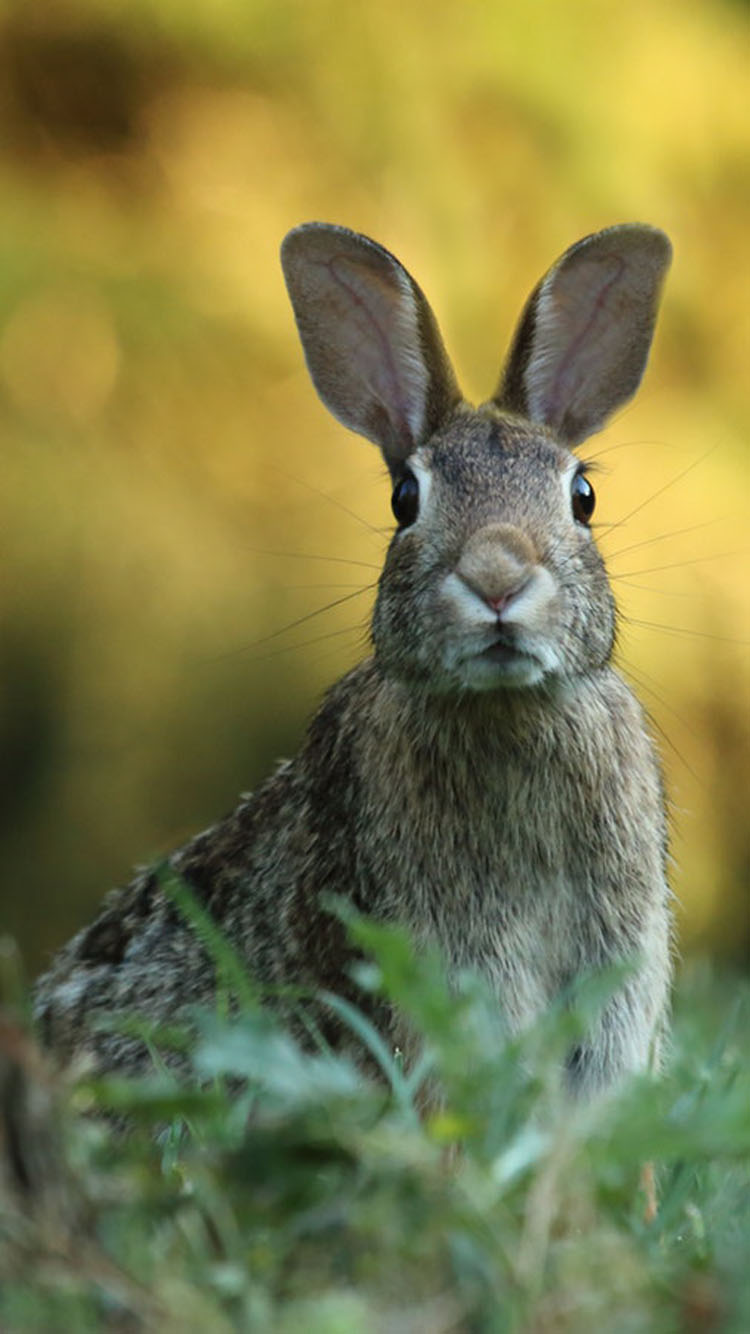 Hare - Professional Animal - 750x1334 Wallpaper - teahub.io
