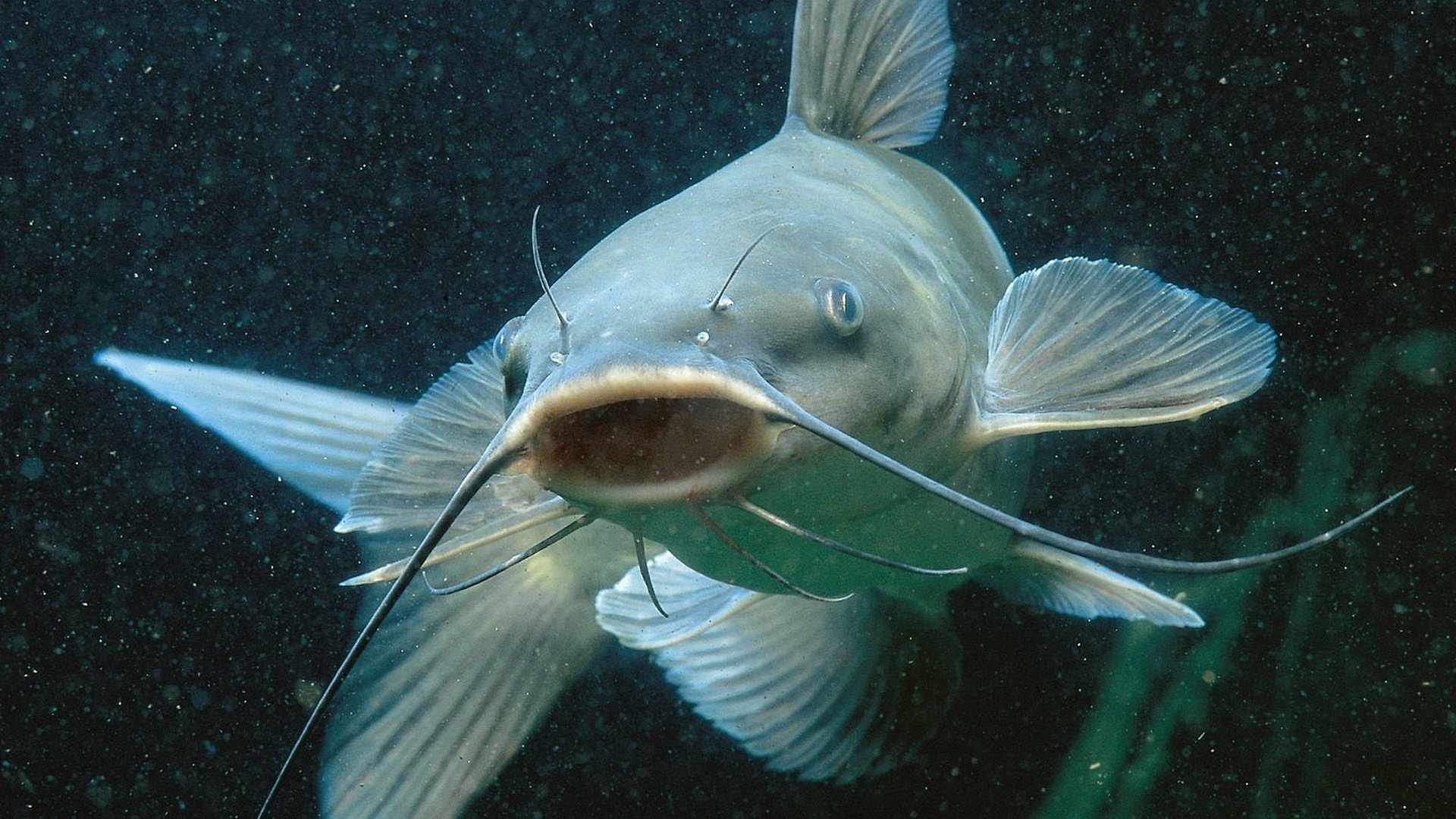 All Catfish - 1920x1080 Wallpaper - teahub.io