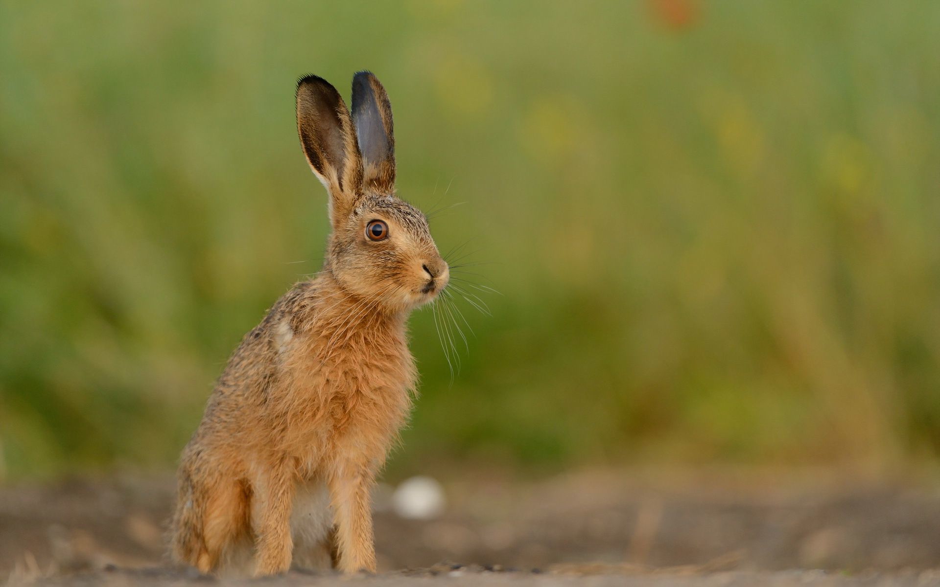 Domestic Rabbit - 1920x1200 Wallpaper - teahub.io