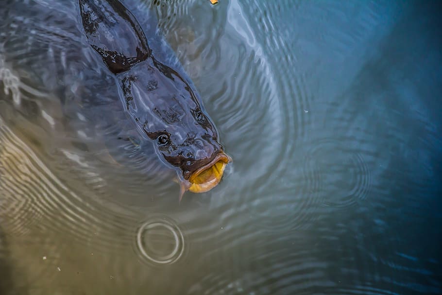Black Catfish In Body Of Water, Nature, Sea, Ocean, - Sea - 910x607 ...