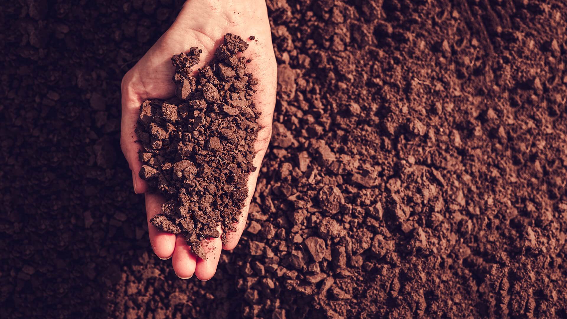 Soil Wallpaper - 1920x1080 Wallpaper - teahub.io