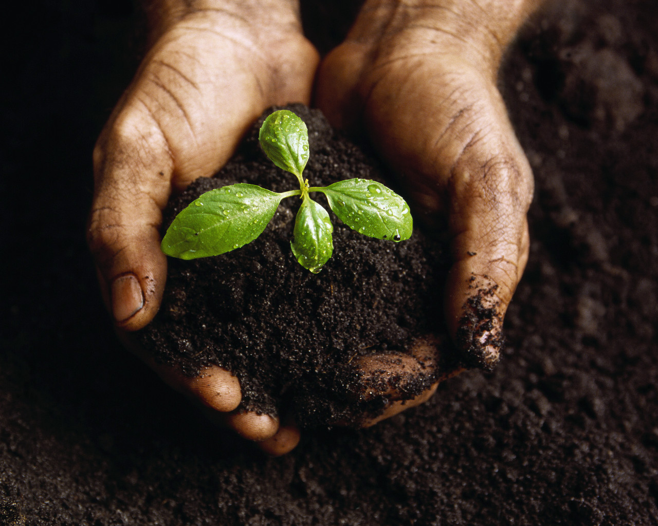 Soil Management - 1280x1024 Wallpaper - teahub.io