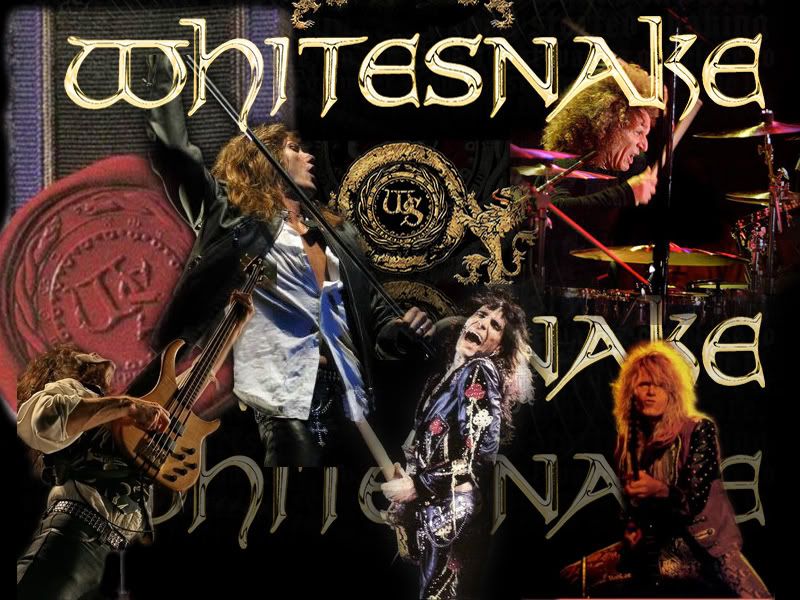 Whitesnake Wallpaper - 800x600 Wallpaper - teahub.io