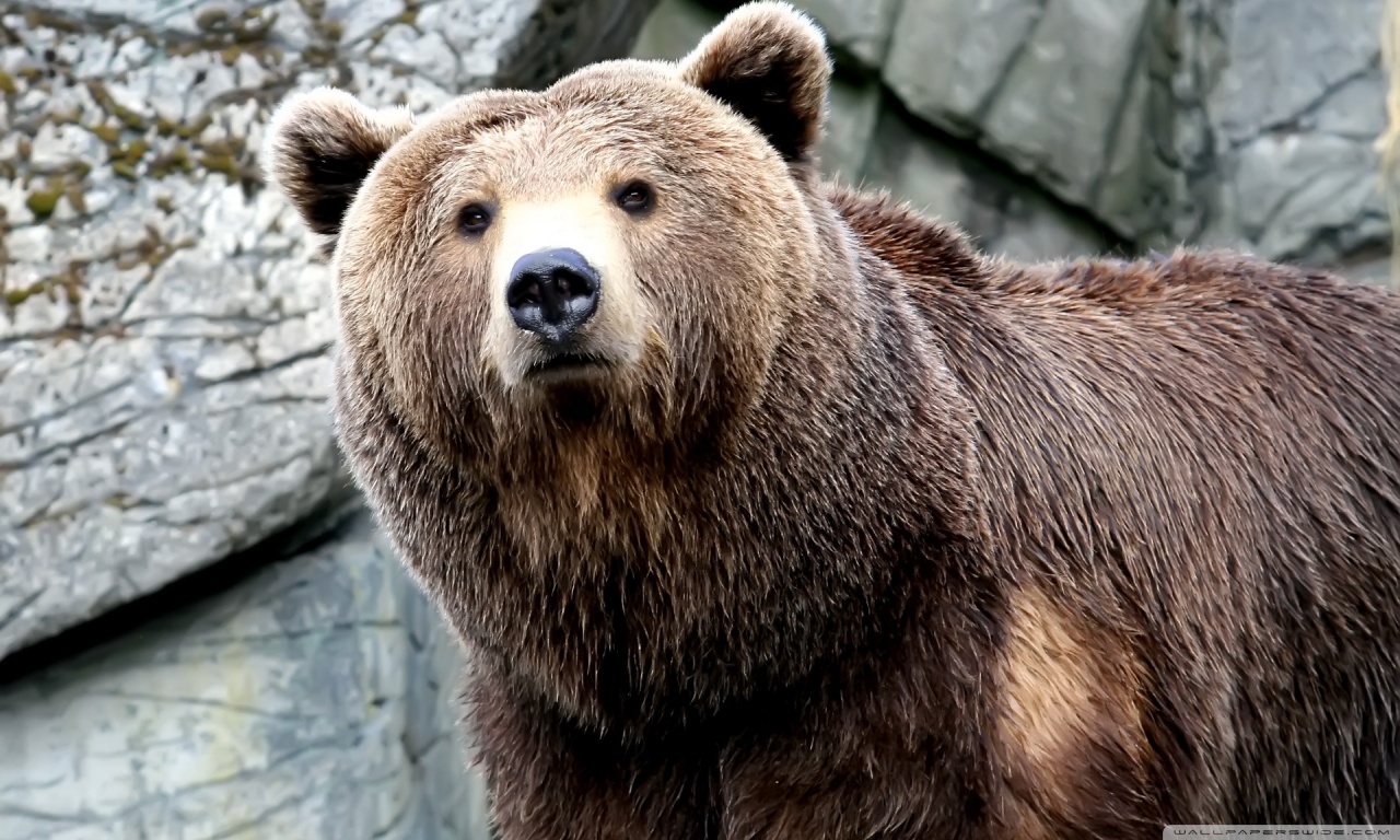 High Resolution Grizzly Bear - 1280x768 Wallpaper - teahub.io