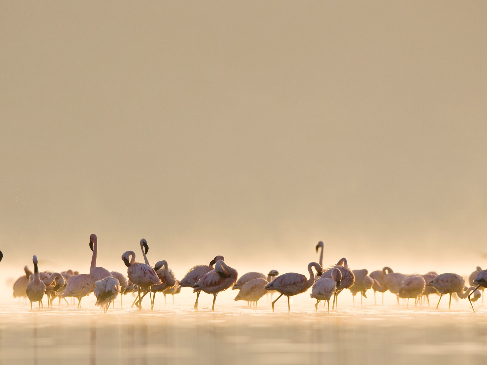 Apple Wallpaper Flamingos - 1600x1200 Wallpaper - teahub.io