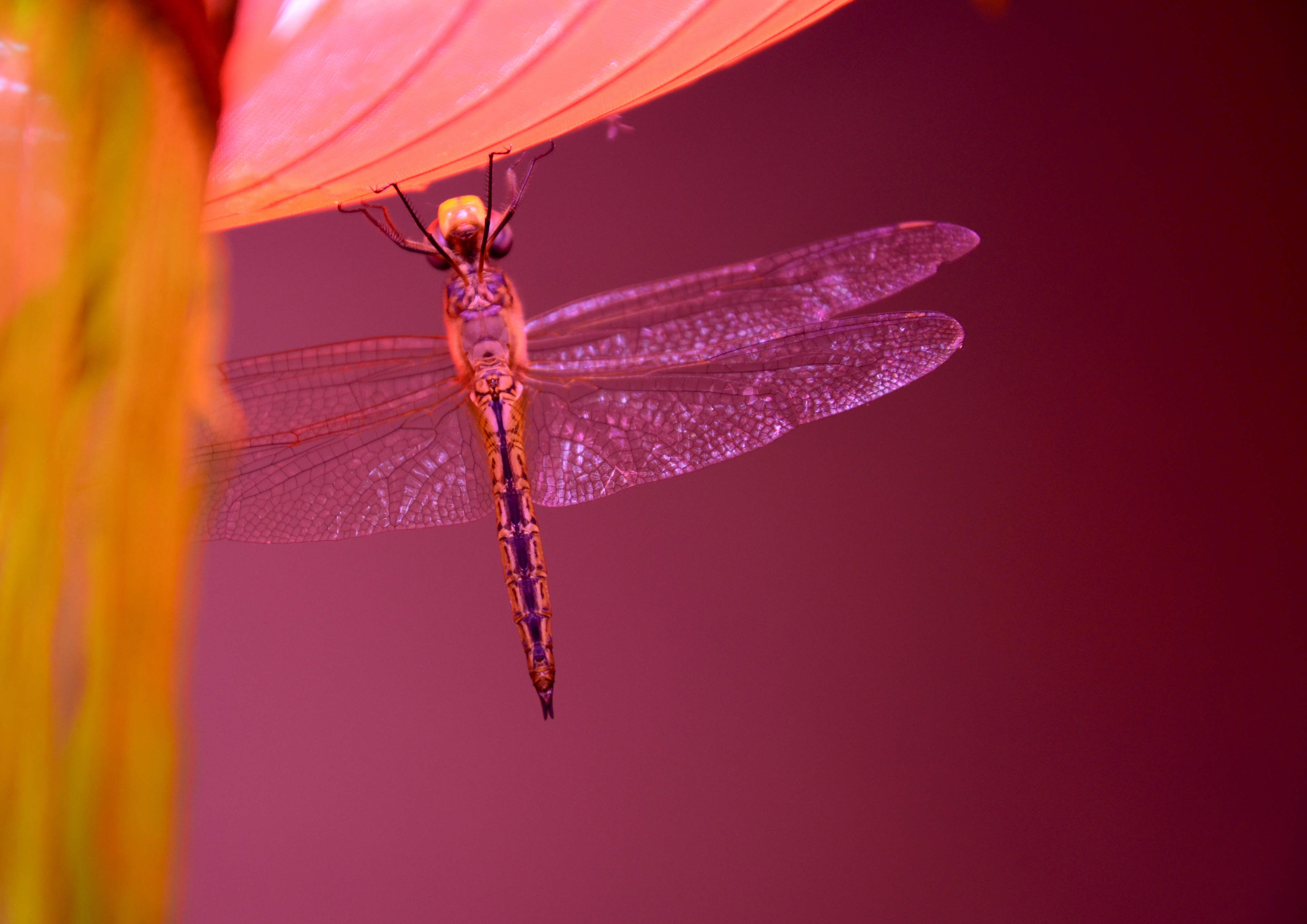 Ubuntu Default Wallpapers For Android For Free Wallpaper - Ubuntu 17.04 ...