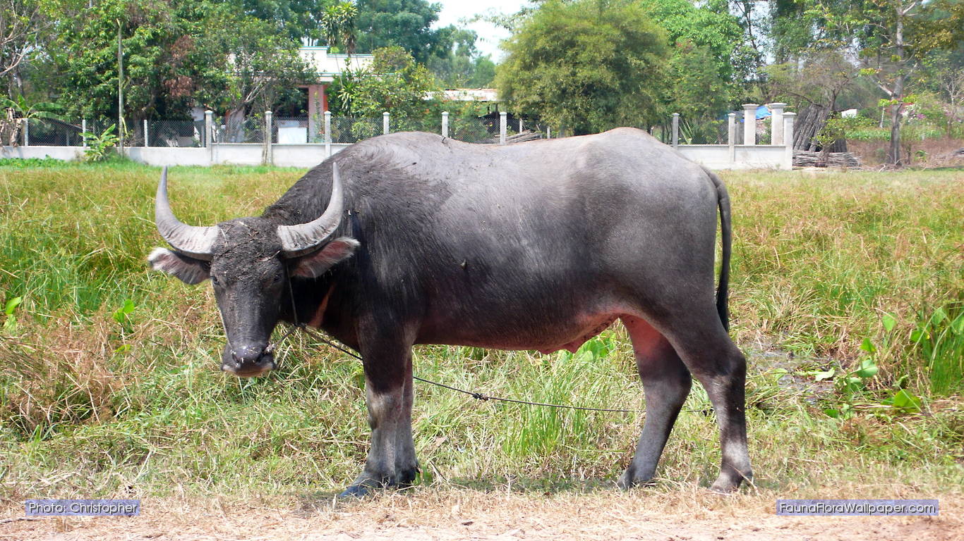 Ox Pictures - Ox Wallpaper Ox Hd - 1366x768 Wallpaper - teahub.io