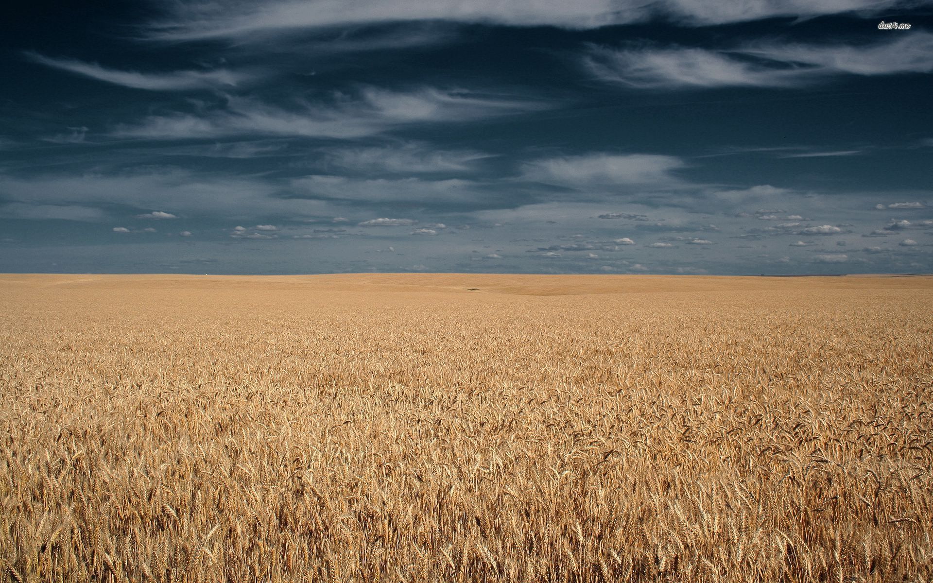 Field With Dark Sky - 1920x1200 Wallpaper - teahub.io