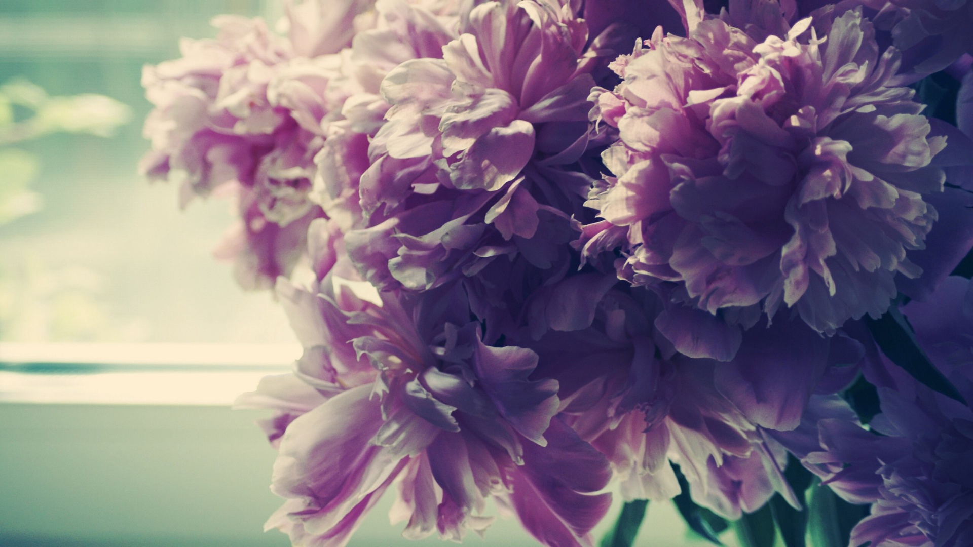 Facebook Cover Photos Peonies - 1920x1080 Wallpaper - teahub.io