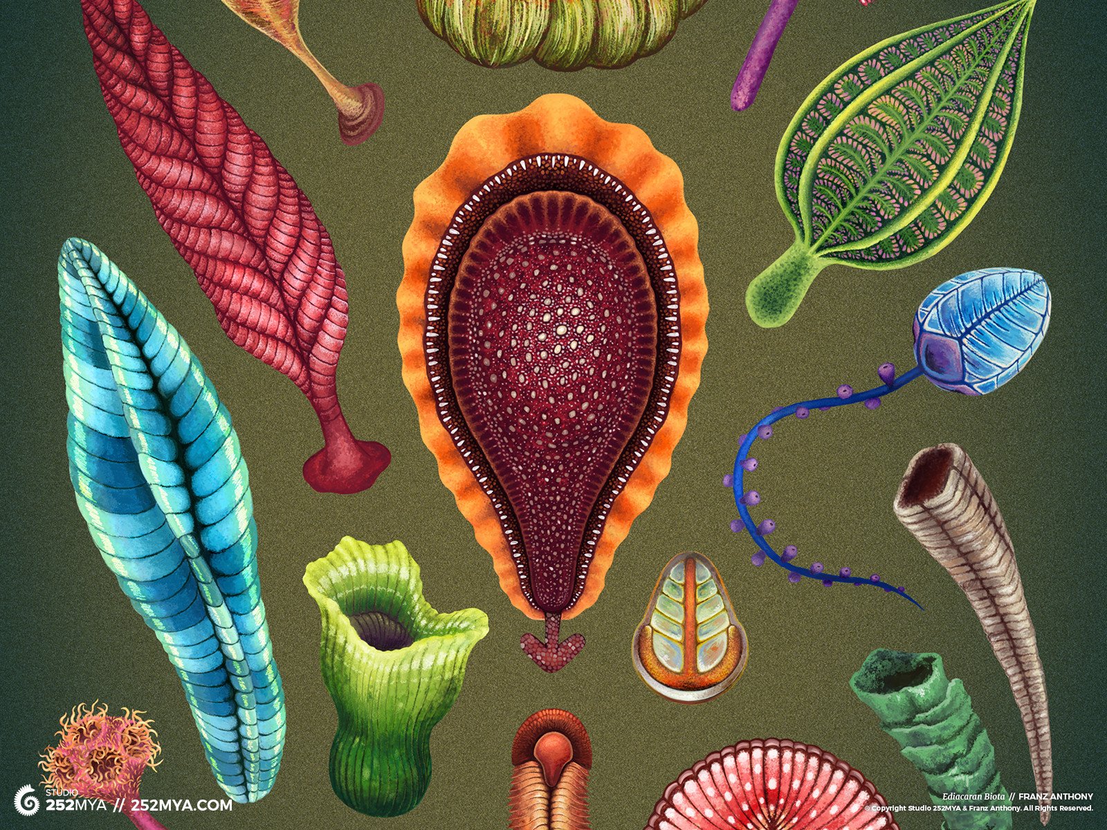 Ediacaran Biota - 1600x1200 Wallpaper - teahub.io