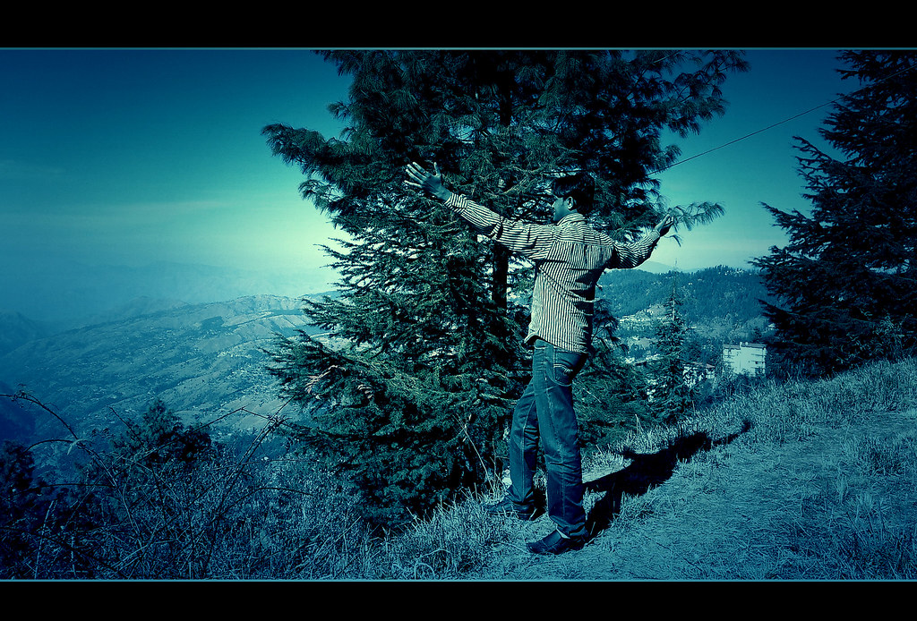 Shortleaf Black Spruce - 1024x694 Wallpaper - teahub.io