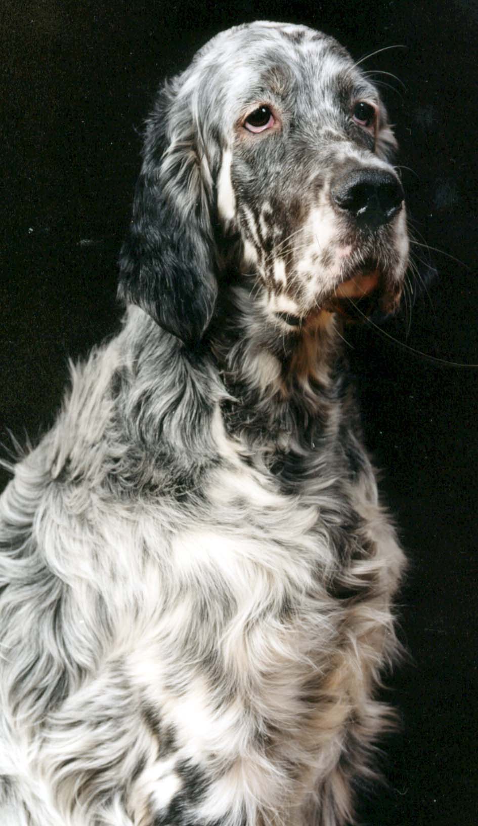 Sad English Setter Dog Wallpaper - English Setter - 945x1632 Wallpaper ...