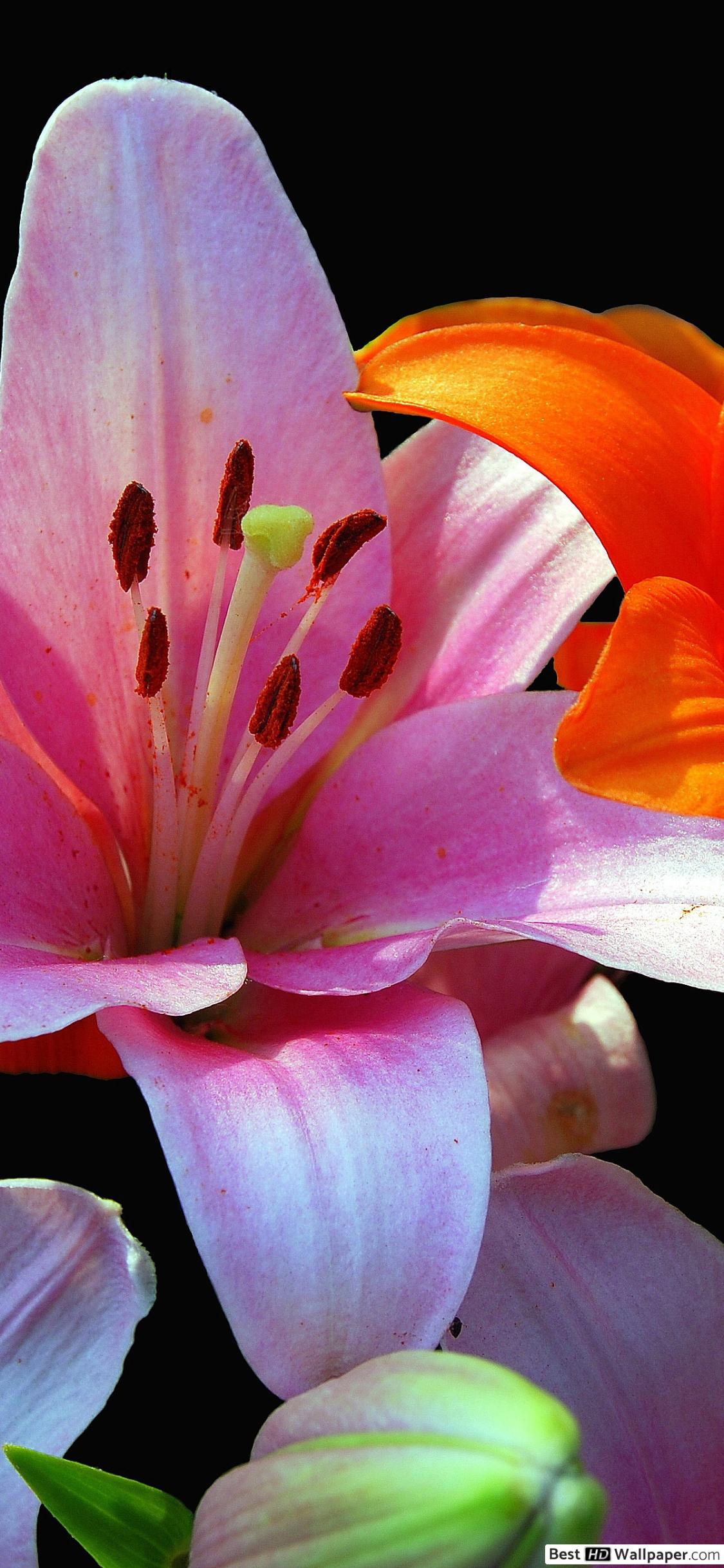 Lily - 1125x2436 Wallpaper - teahub.io