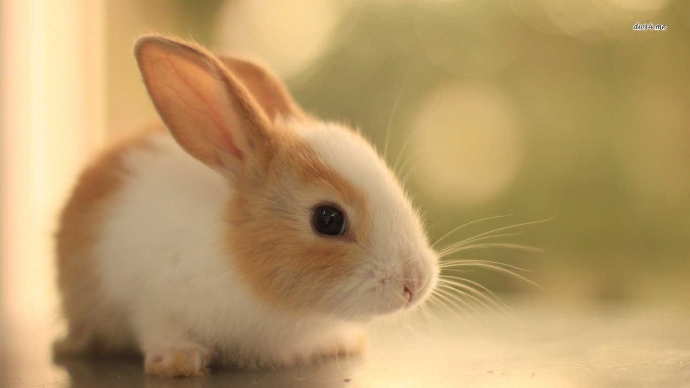 Cute Rabbit Hd - 1366x768 Wallpaper - teahub.io