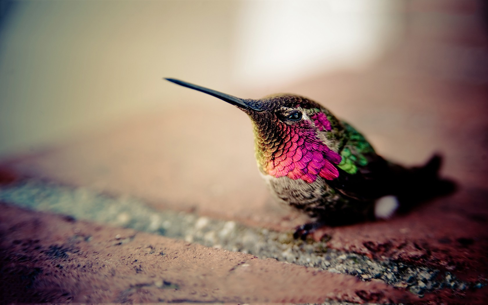 Hummingbird - Hummingbird Wallpaper Hd - 1680x1050 Wallpaper - teahub.io
