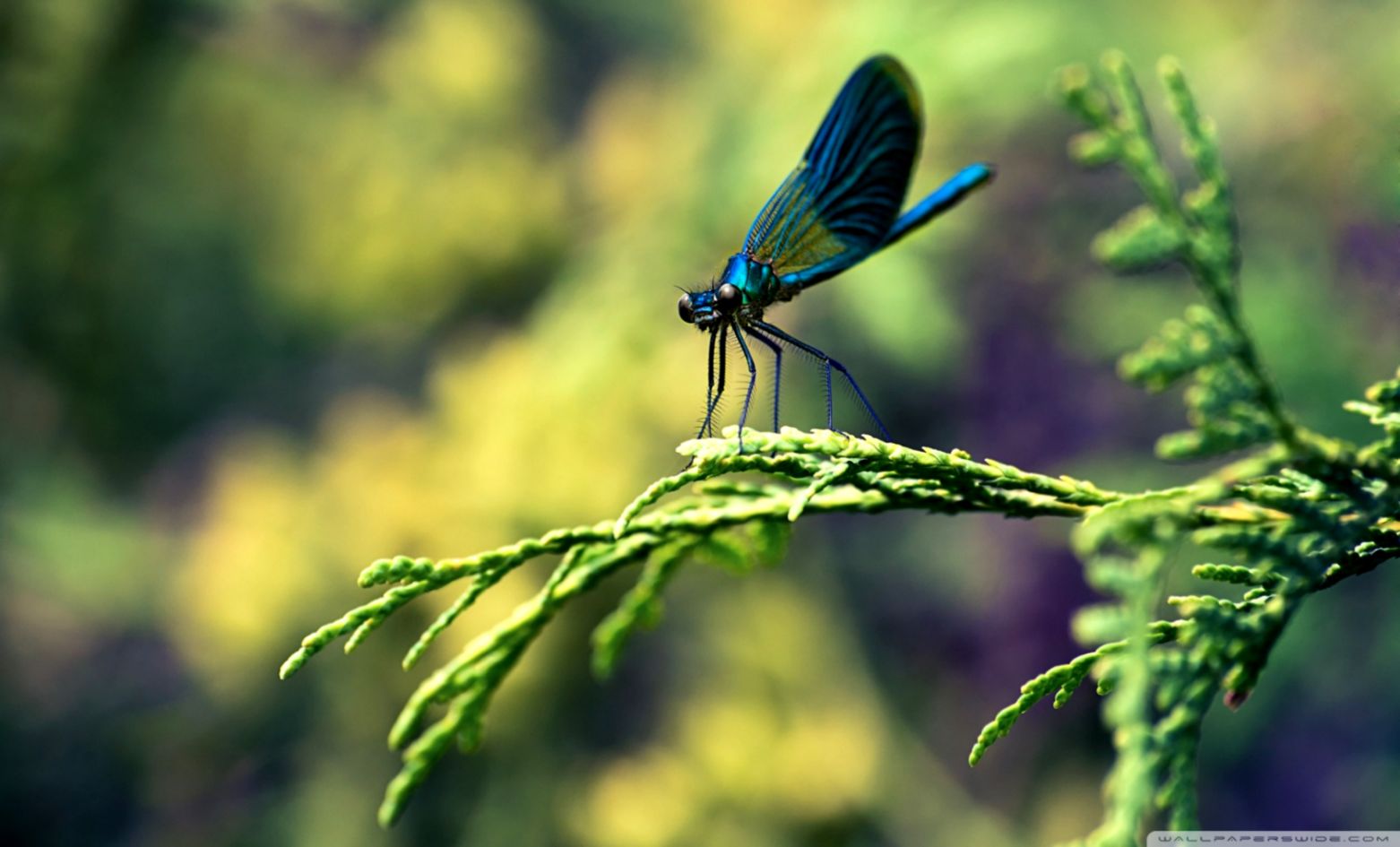Blue Dragonfly Macro 4k Hd Desktop Wallpaper For - Hd Pictures Of Cute ...