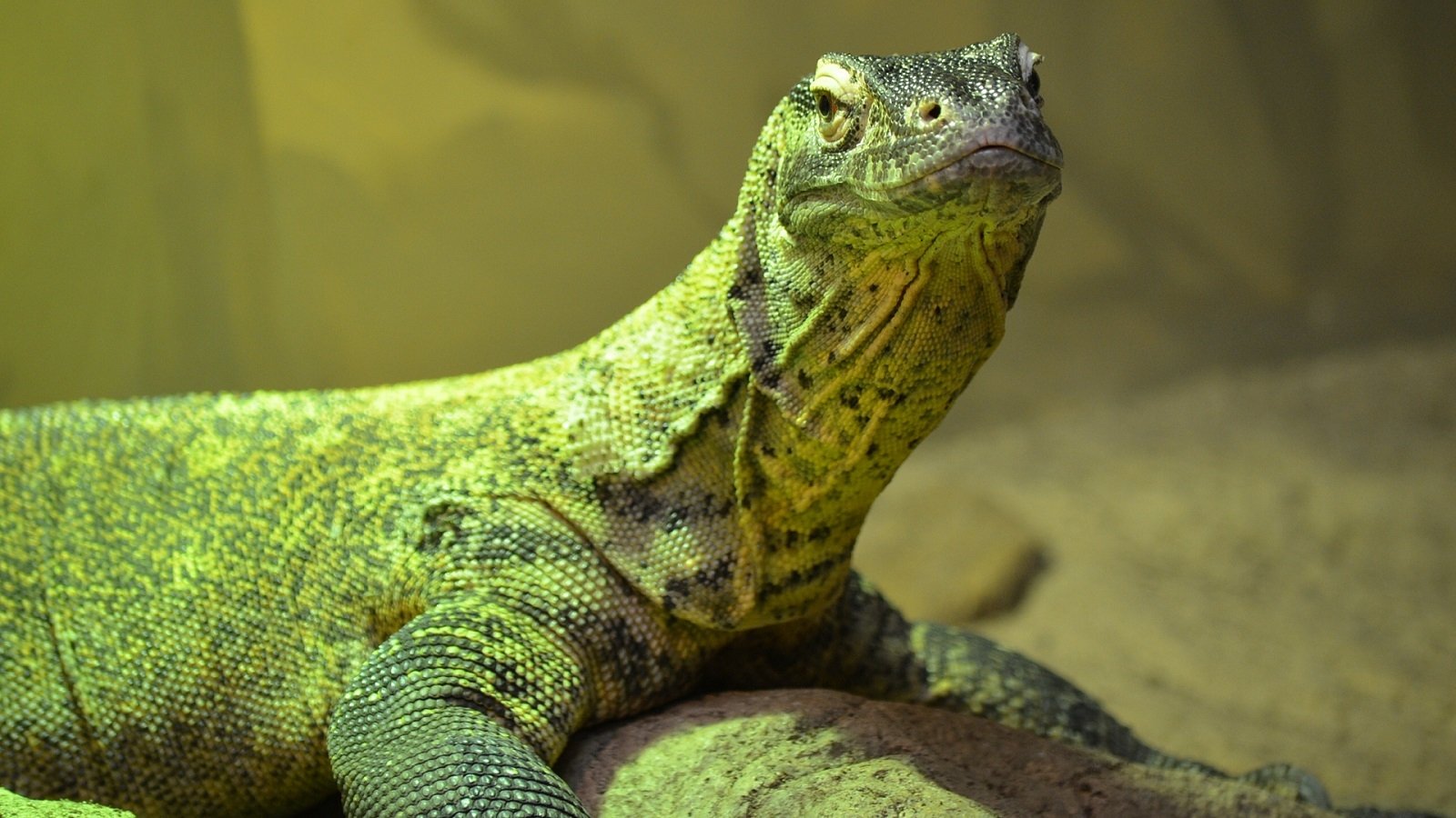 Green Komodo Dragon - 1600x900 Wallpaper - teahub.io