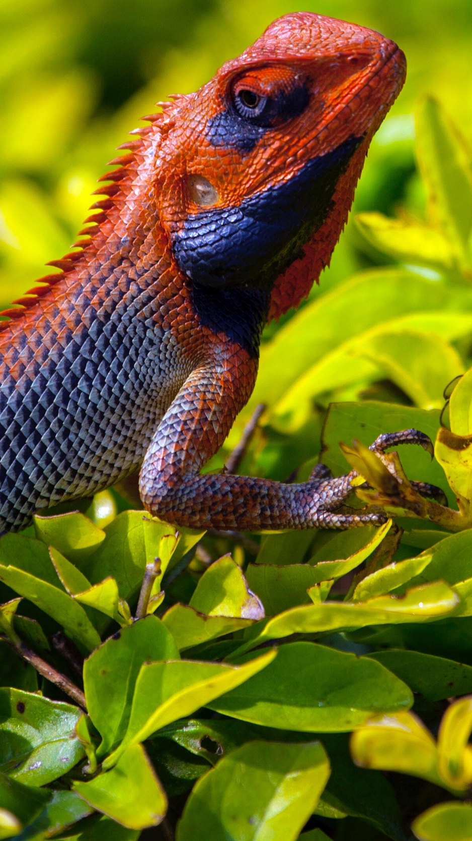 Wallpaper Lizard, Reptile, Grass, Scales - Lizard Hd - 938x1668 ...