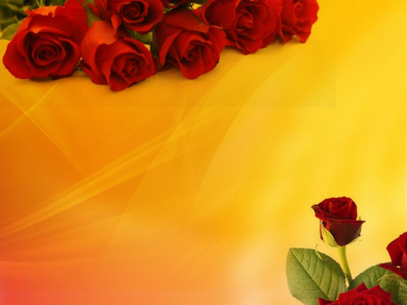Rose Border Hd - 800x600 Wallpaper - teahub.io