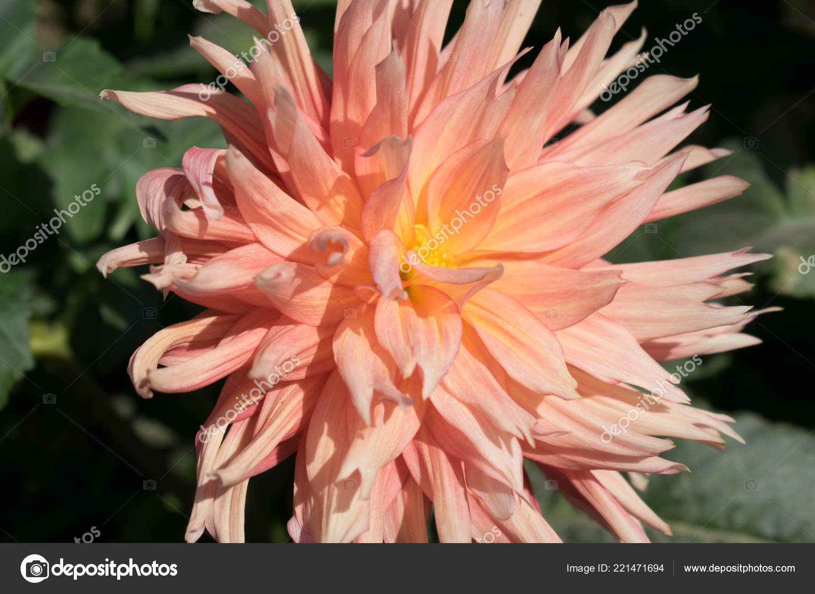 Chrysanths - 1600x1167 Wallpaper - teahub.io