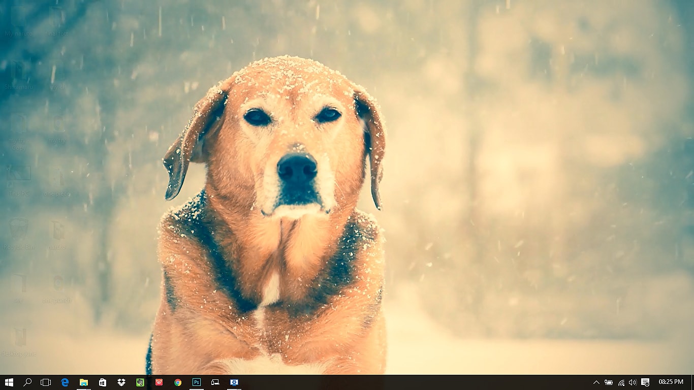 Dog In Rain Wallpaper Engine Free Download - Dog Rain - 1366x768 ...