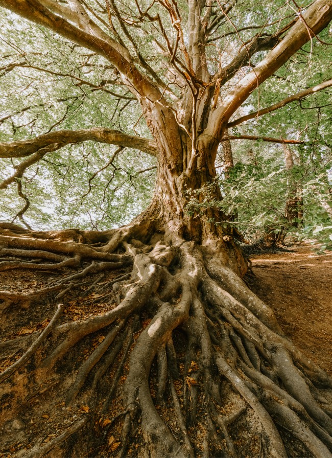 Old Tree Roots, Branches - Tree Roots - 650x896 Wallpaper - teahub.io