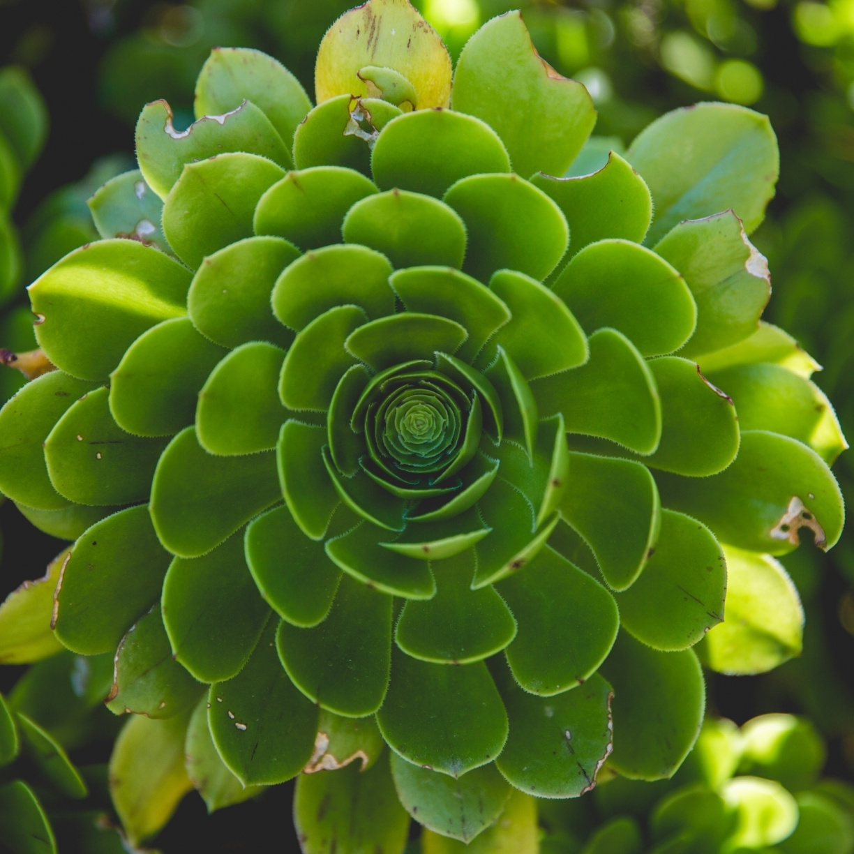 Succulent, Plant, Leaf, Pattern, Wallpaper - Botany - 1224x1224 ...