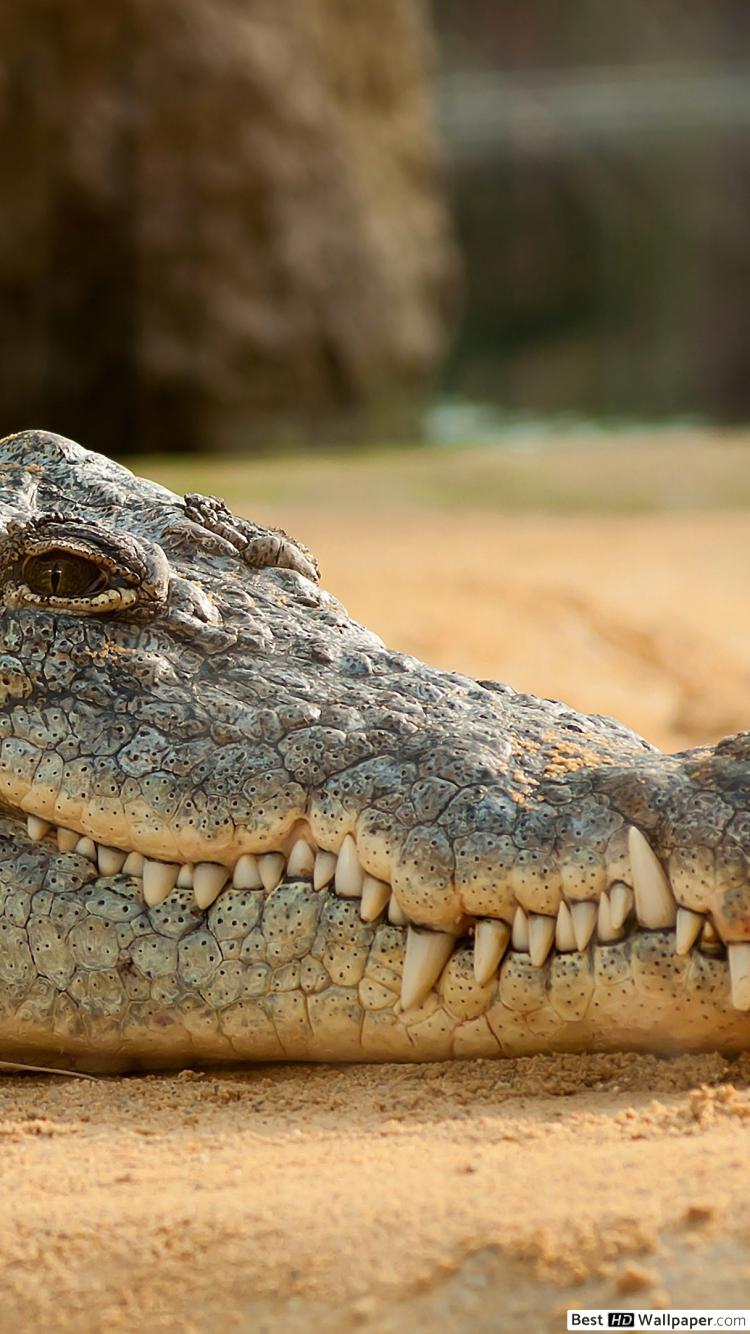 Alligator Vertical - 750x1334 Wallpaper - teahub.io