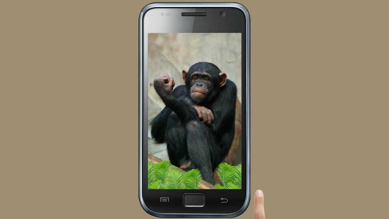 Common Chimpanzee - 1280x720 Wallpaper - teahub.io