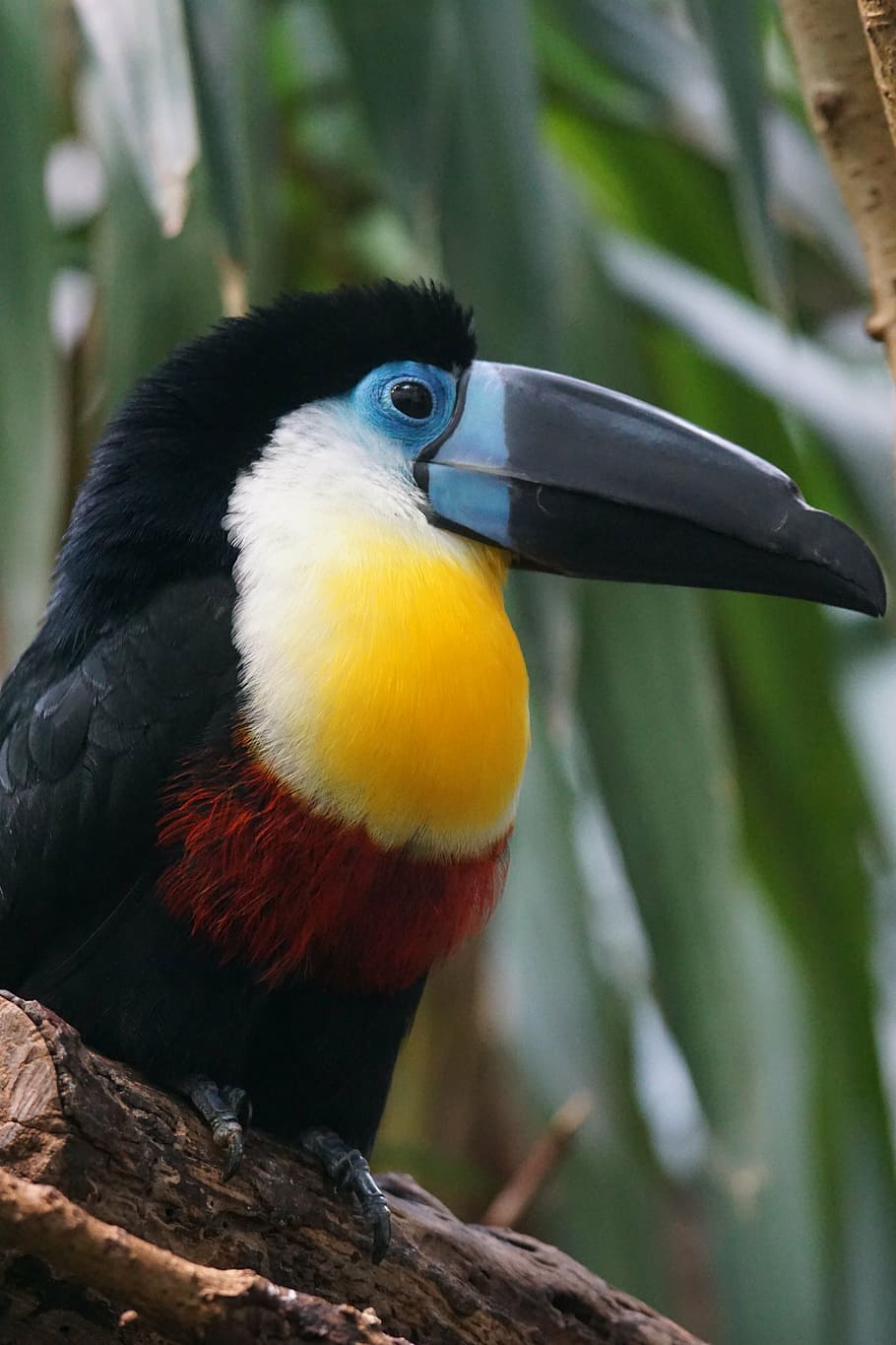 Black And Beige Toucan, Bird, Animals, Channel-billed - Pasari Exotice ...