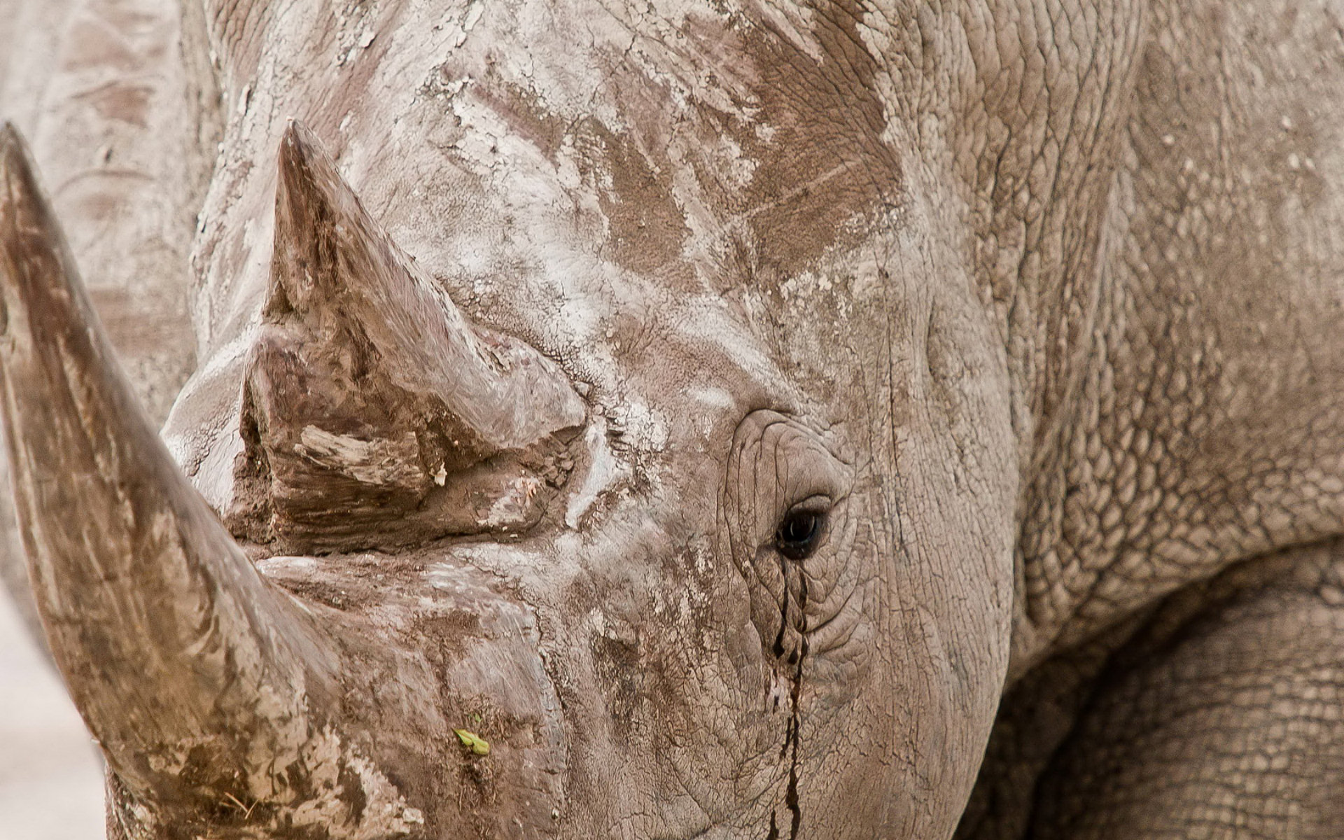 Awesome Rhino Pic - 1920x1200 Wallpaper - teahub.io