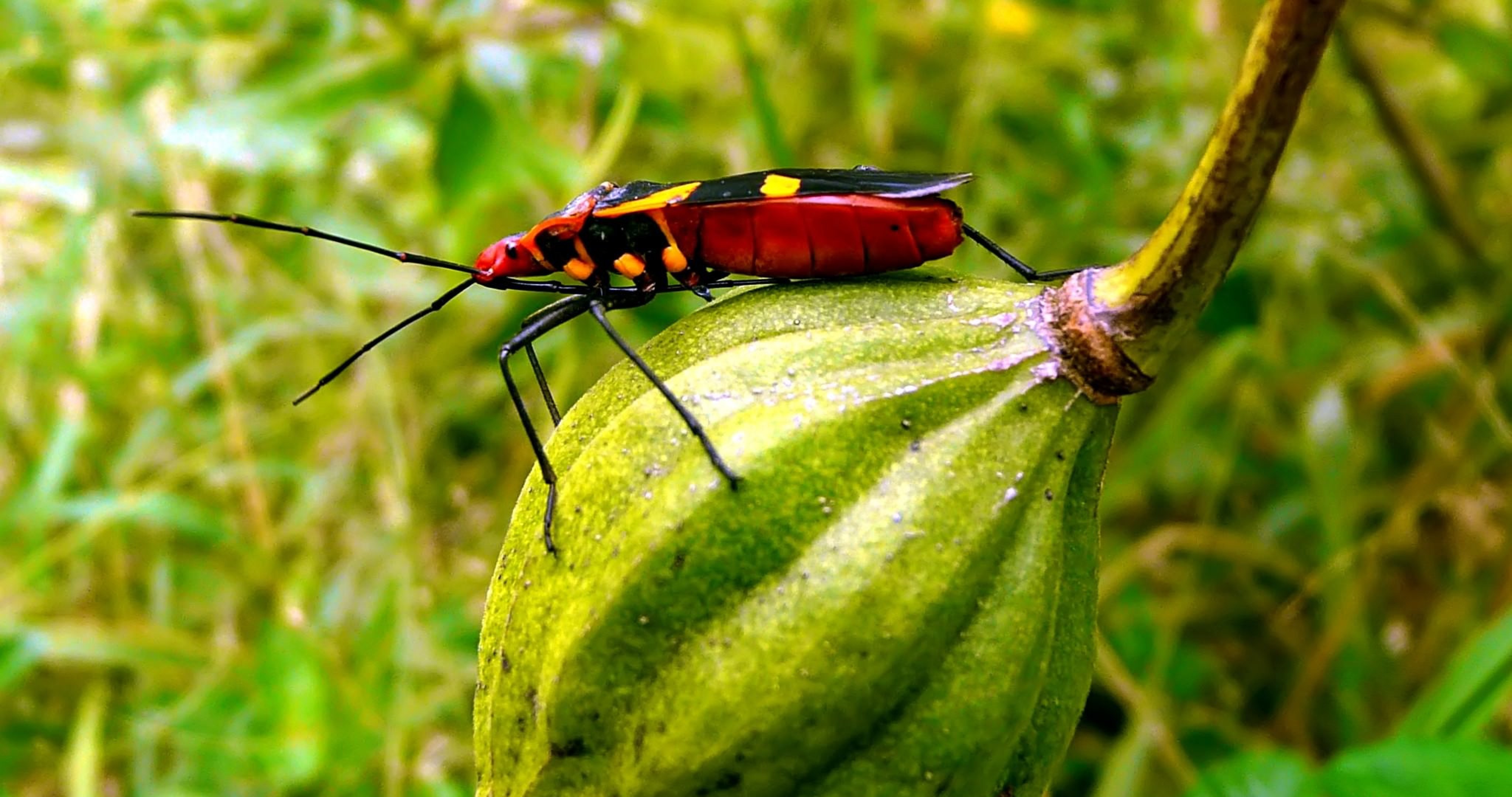 Insect 4k - 4096x2160 Wallpaper - teahub.io