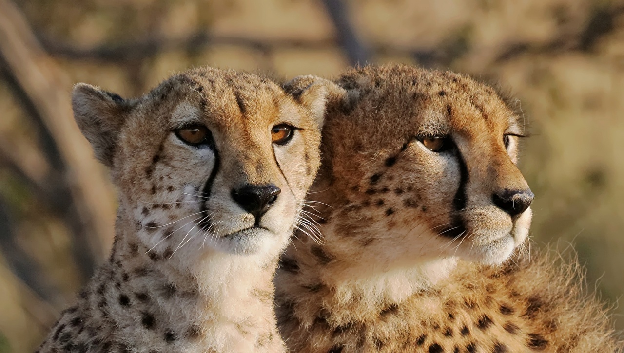 2 Cheetahs - 1280x725 Wallpaper - teahub.io