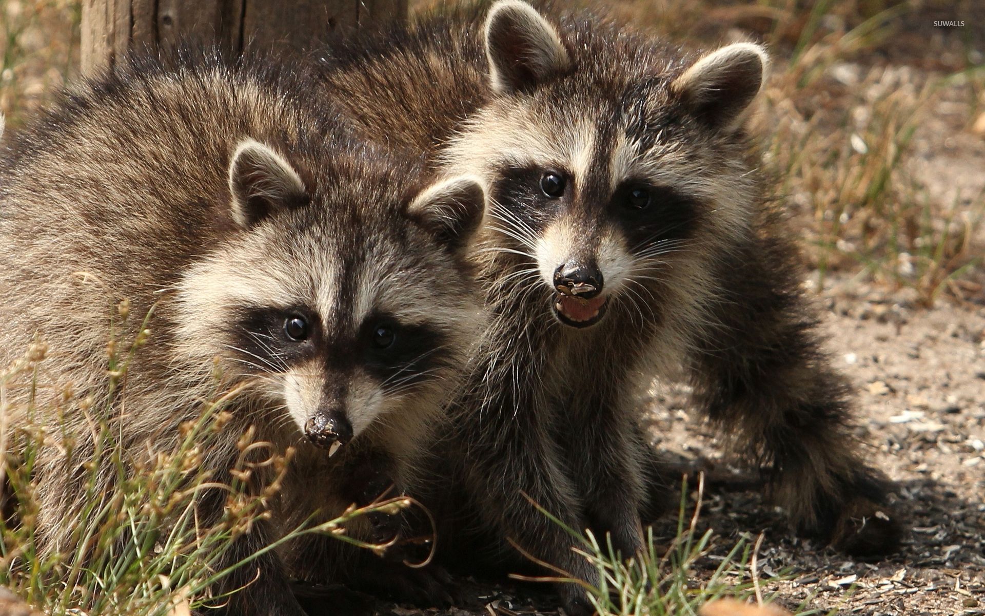 2 Raccoons - 1920x1200 Wallpaper - teahub.io