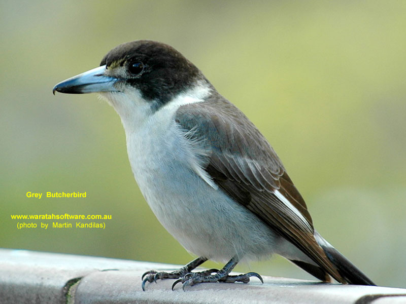 Grey Butcher Bird - Black And White Butcher Bird - 800x600 Wallpaper - teahub.io