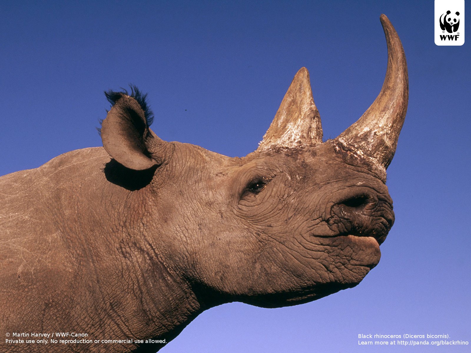 Rhino Wwf - 1600x1200 Wallpaper - teahub.io