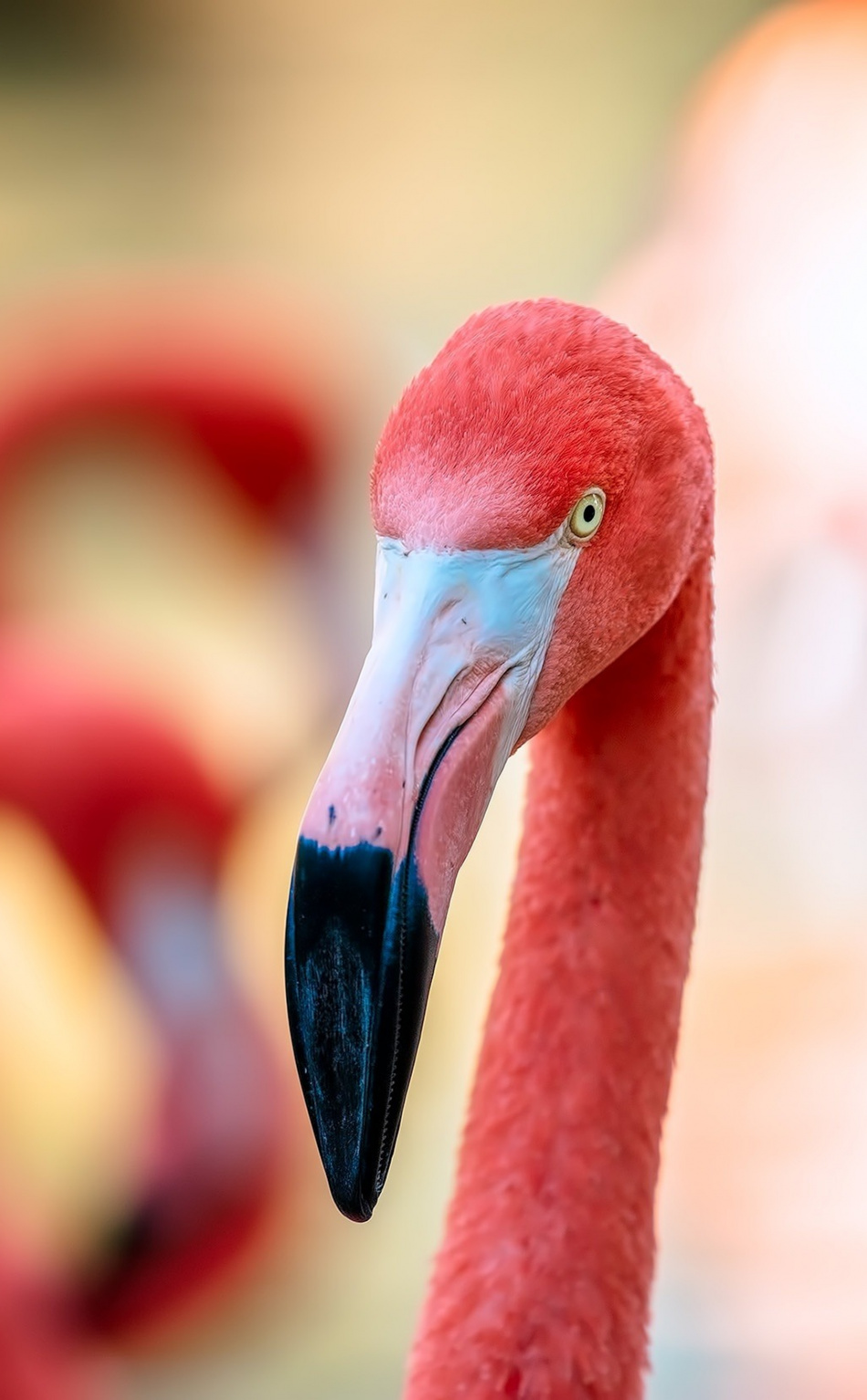 Flamingo, Pink Bird, Muzzle, Beak, Wallpaper - 950x1534 Wallpaper ...