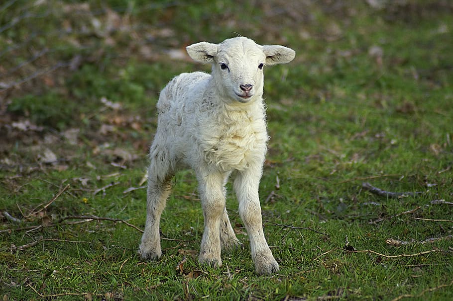 Lamb, Passover, Cute, Easter, Schäfchen, Sweet, Young - Sheep - 910x606 ...