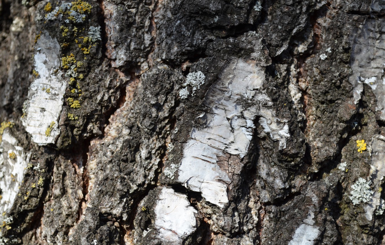 Photo Wallpaper Nature, Texture, Birch, Bark, Grey, - Sweet Birch ...