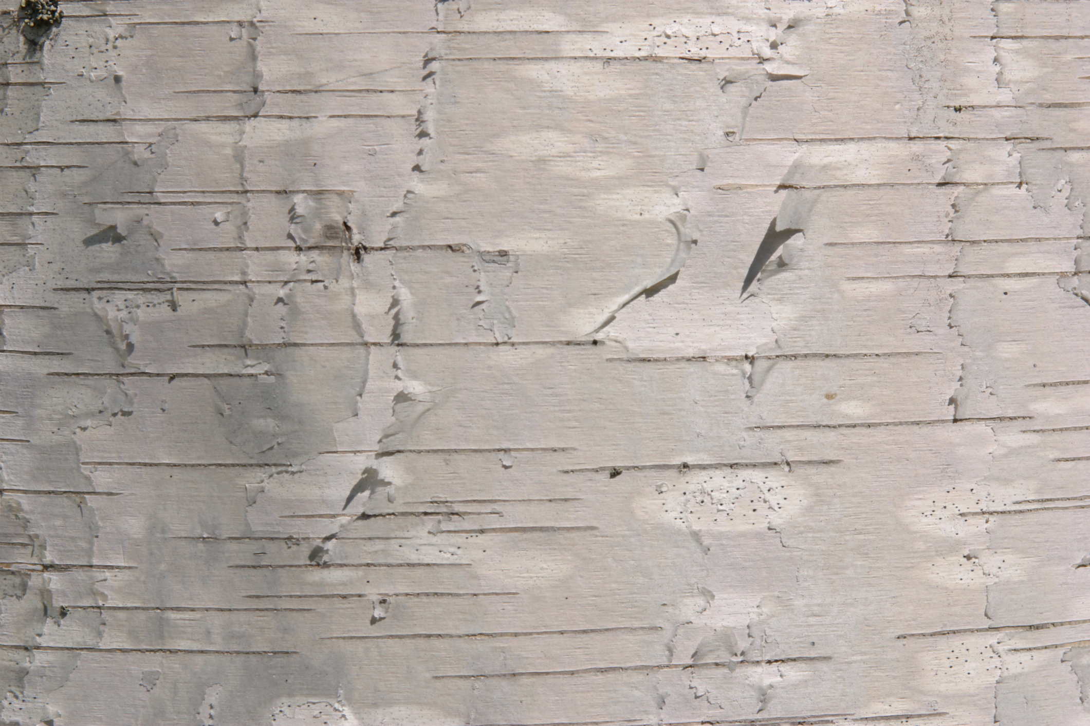 Birch Bark Inside Texture - 2121x1414 Wallpaper - teahub.io