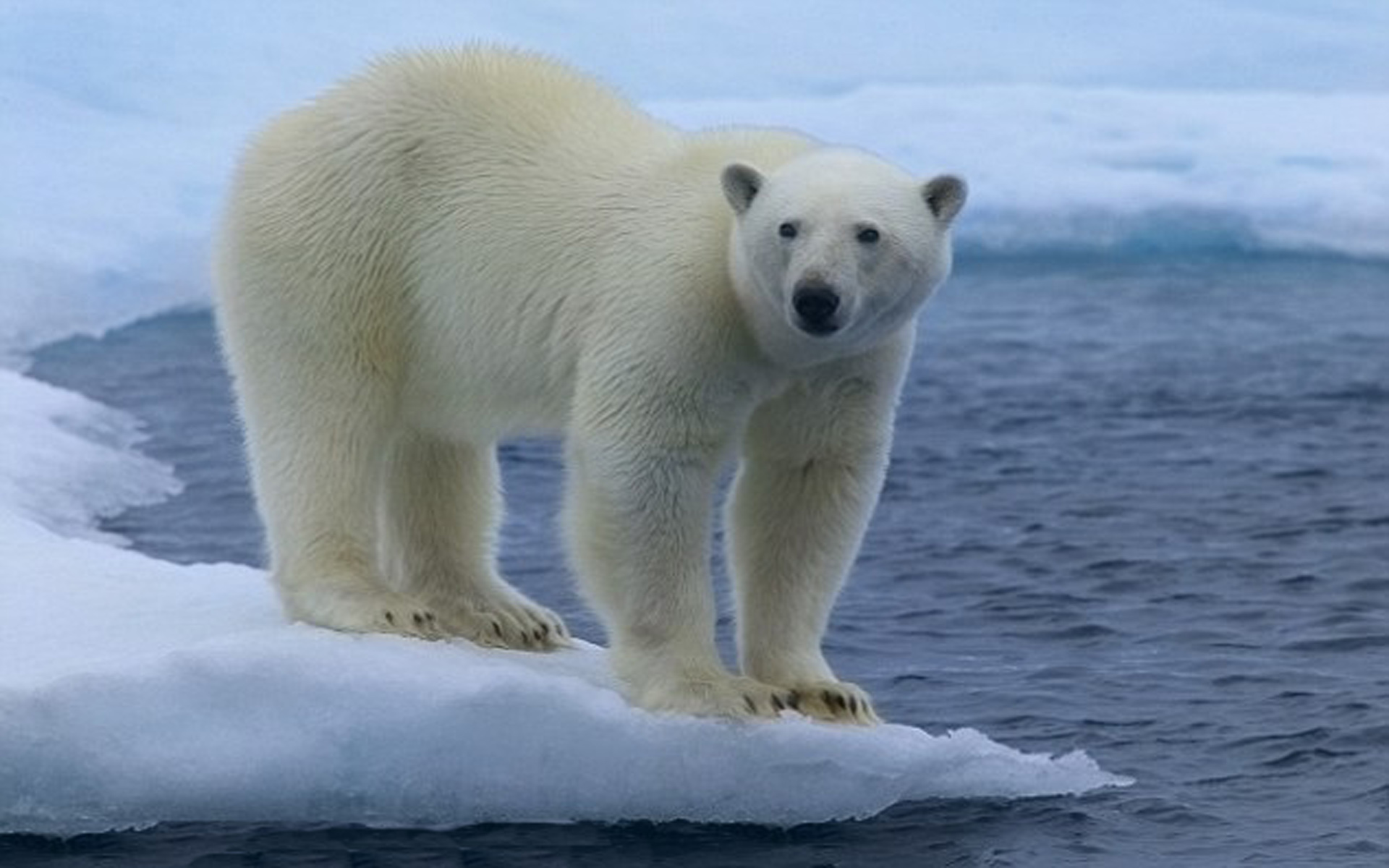 Polar Bear Greenland Sharks - 1920x1200 Wallpaper - teahub.io