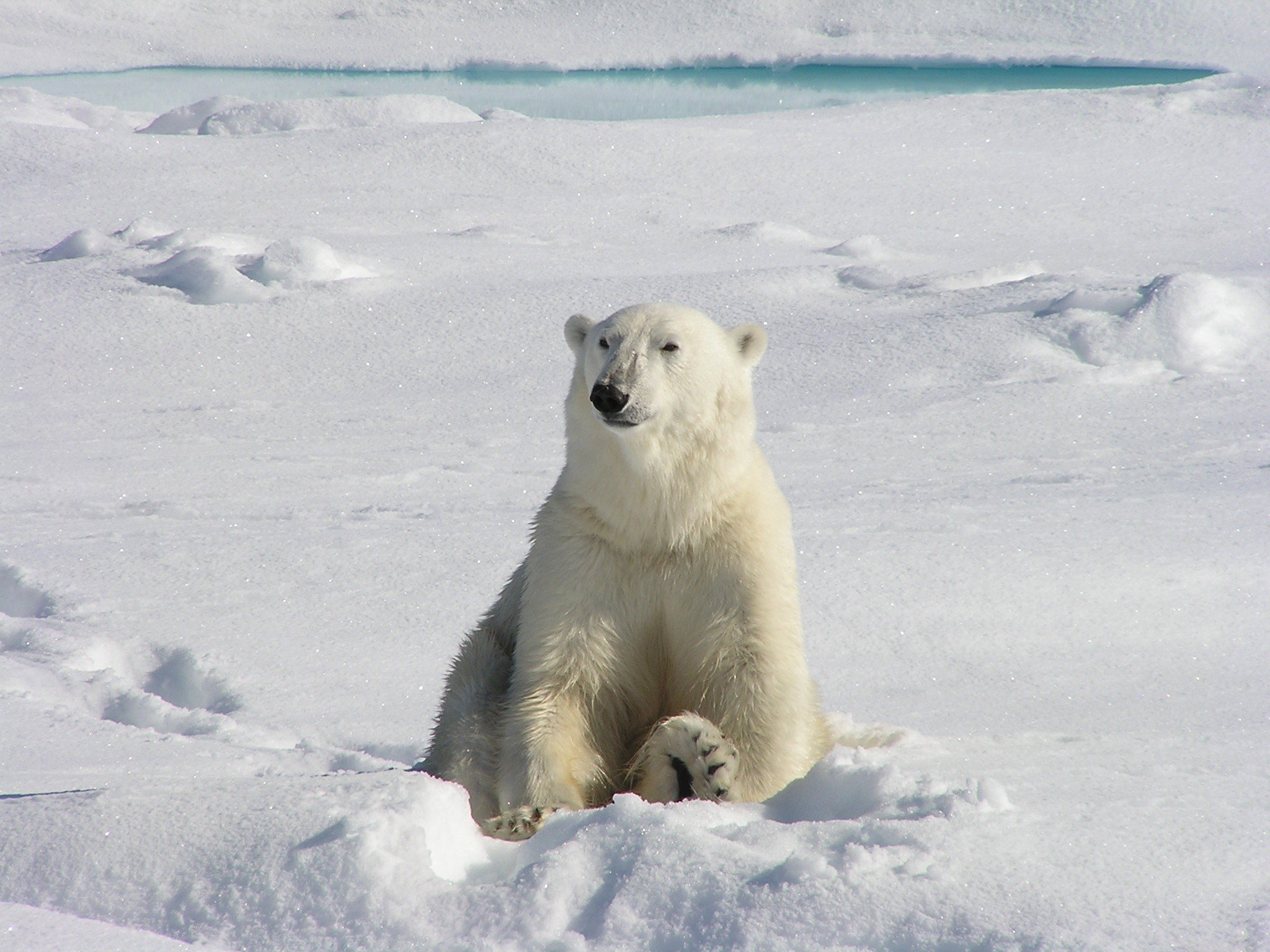 Download Best Polar Bear Wallpaper Id - Polar Bear - Teahub.io