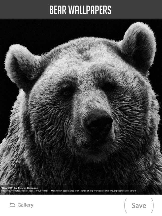 Bear - 643x857 Wallpaper - teahub.io