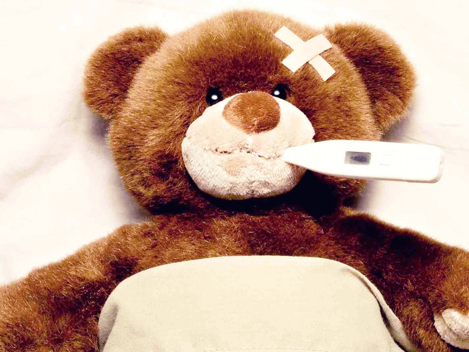 Sick Bear With Thermometer - 1600x1200 Wallpaper - teahub.io