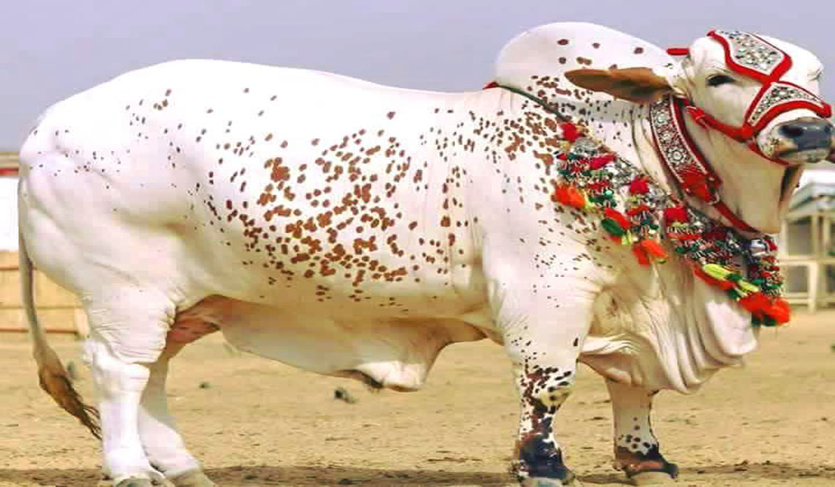 Bakra Eid Bull - Eid Bakra - 1200x700 Wallpaper - teahub.io