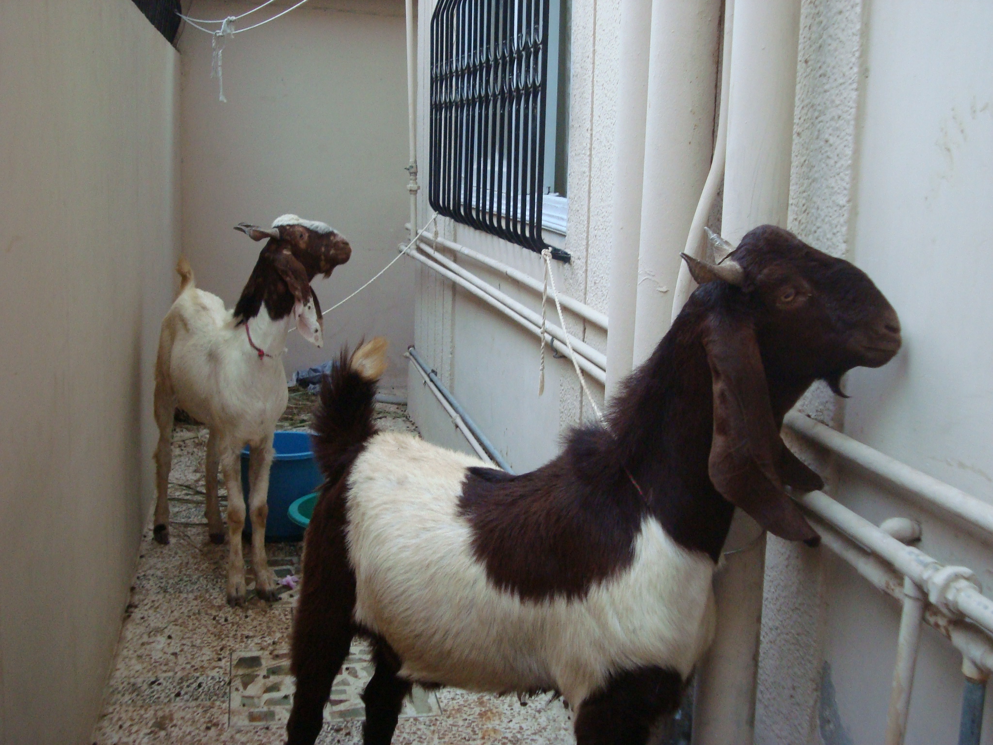 Bakra Pics In Pakistan - 2048x1536 Wallpaper - teahub.io