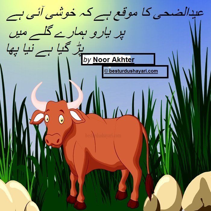 Funny Bakra Eid Poetry - 700x700 Wallpaper - teahub.io