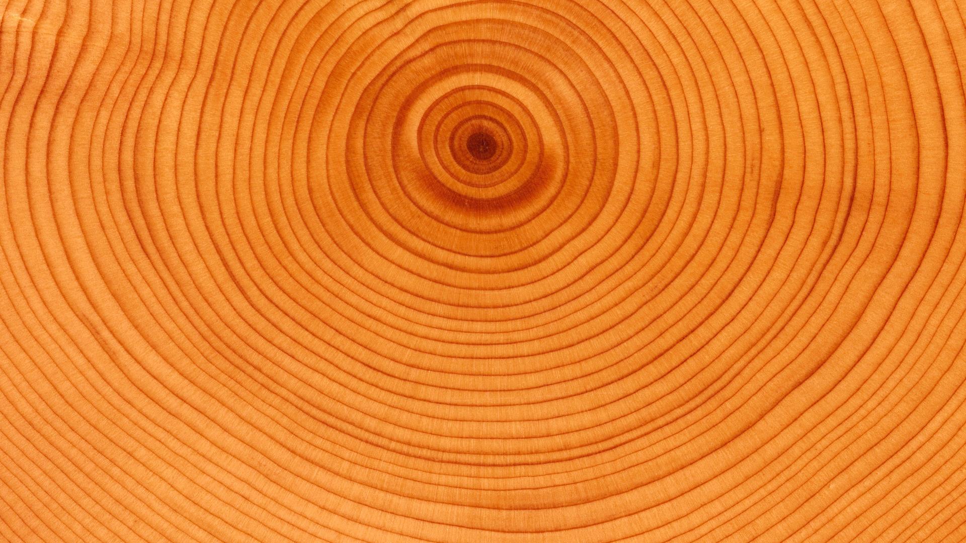 Download Hd Tree Rings Wallpaper - High Resolution Tree Rings - Teahub.io