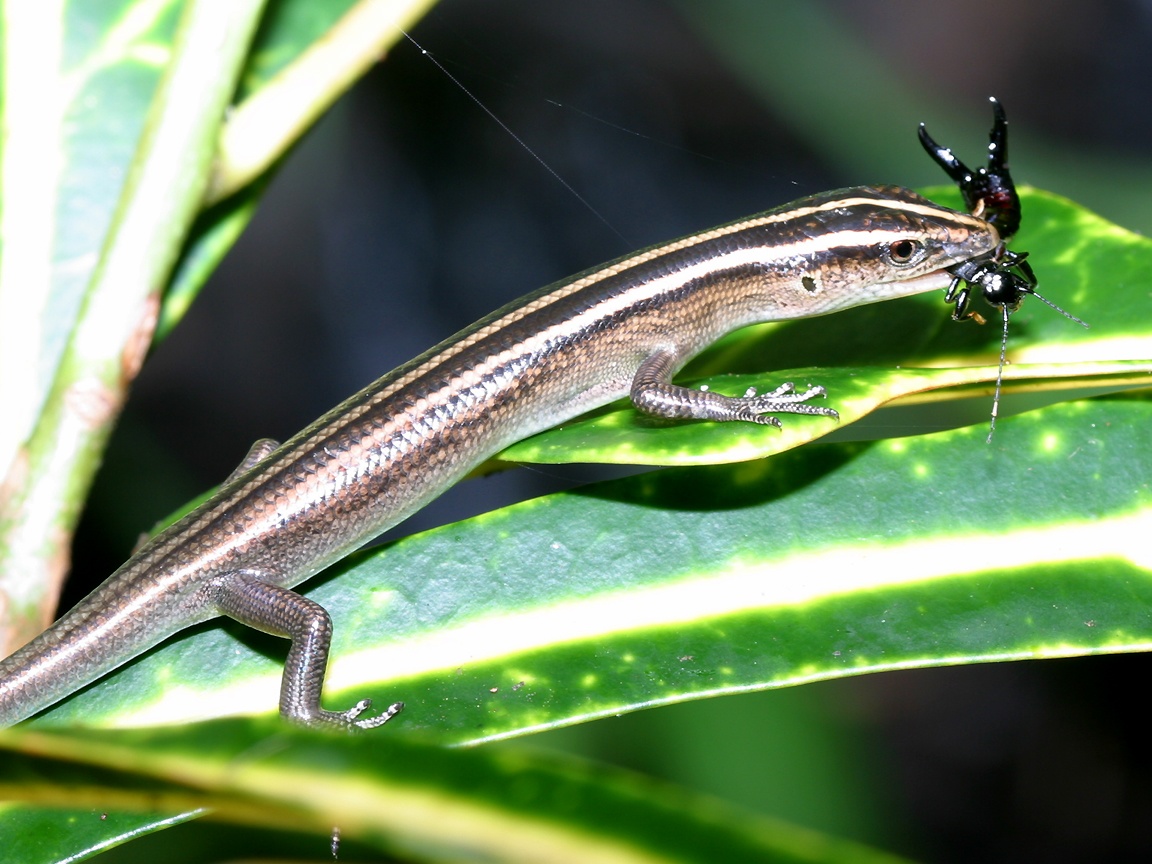 Skink - 1152x864 Wallpaper - teahub.io