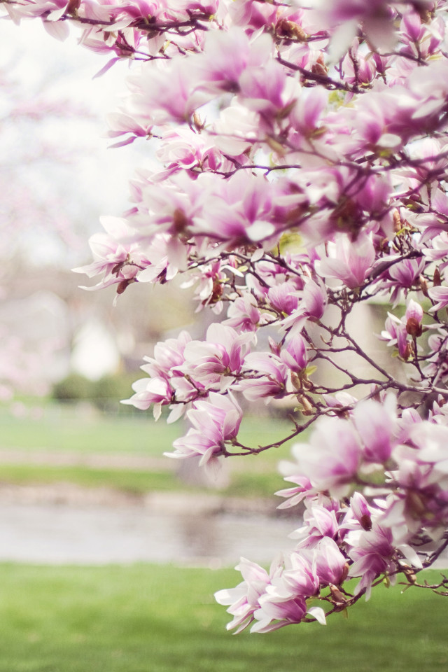 Magnolia Iphone - 640x960 Wallpaper - teahub.io